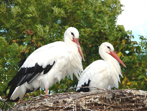 Parcs animaliers Alsace