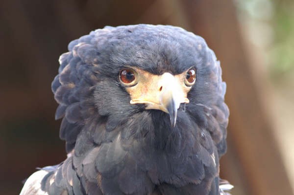 Parcs animaliers Alsace