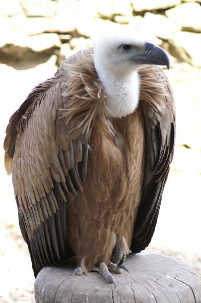 Parcs animaliers Alsace